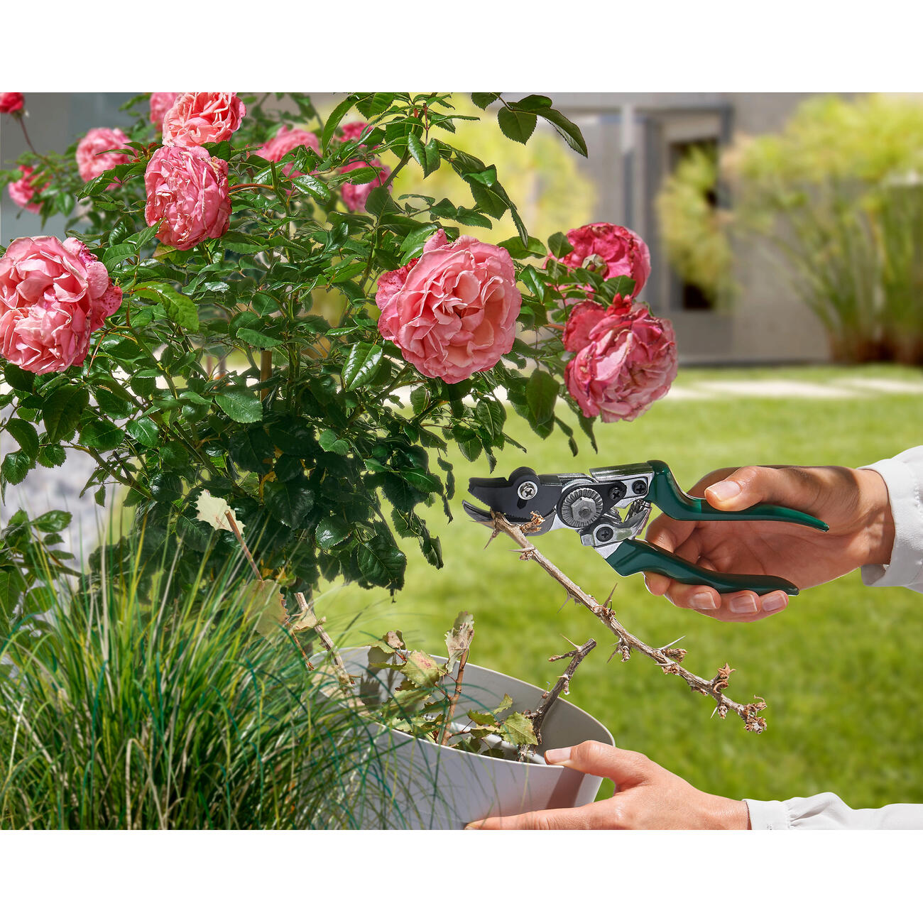 Gartenschere Mit Ubersetzung