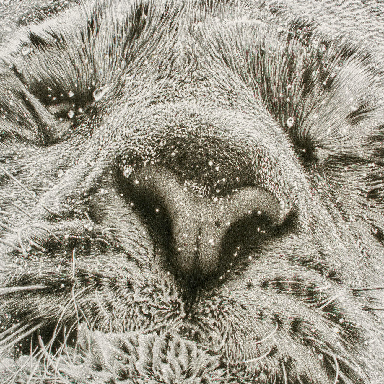 Koshi Takagi – Tiger kaufen | Pro-Idee Kunstformat